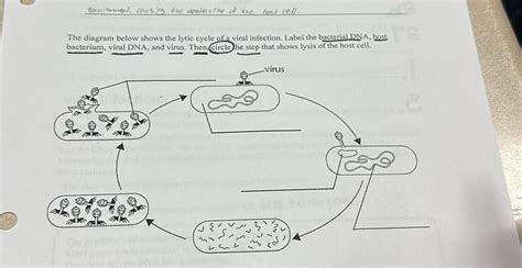 Solved The Diagram Below Shows The Lytic Cycle Of A Viral Infection Label The Bacterial Dna Solved The Diagram Below Shows The Lytic Cycle Of A Viral Infection Label The Bacterial Dna