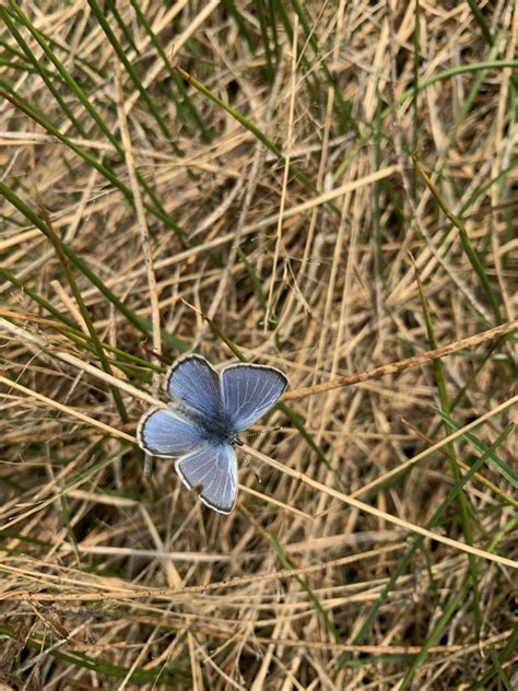 Beavers Bumblebees And Bunchgrass An Adventure In The Bunchgrass