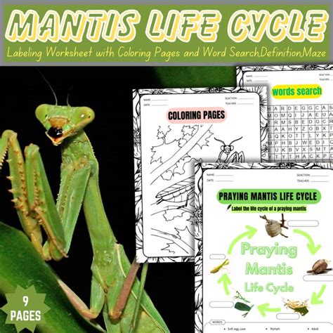 Praying Mantis Life Cycle Praying Mantis Labeling Worksheetcoloring
