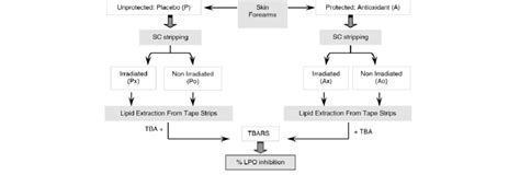 Scheme Of The Experimental Procedure Used The Different Abbreviations