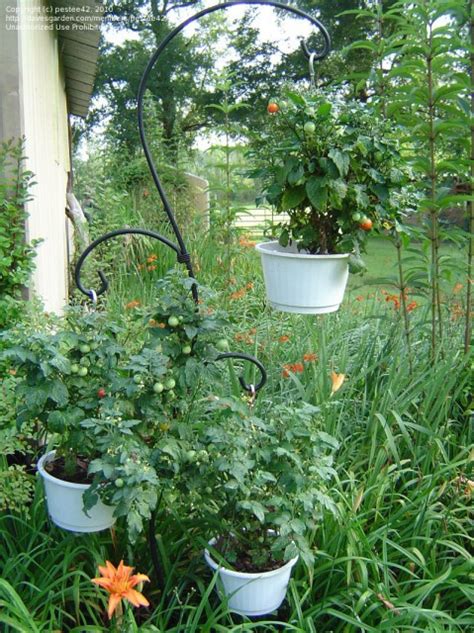 Tomate Cherry Tiny Tim