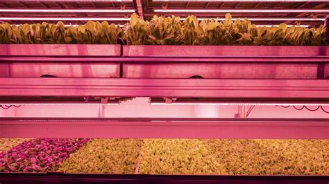 Hyperspectral Imaging In Agriculture And Vegetation Specim