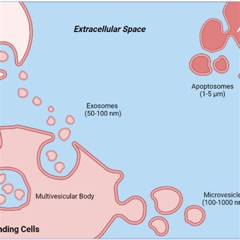 Schematic Illustration Of The Biogenesis Of Apoptotic Bodies Download Scientific Diagram