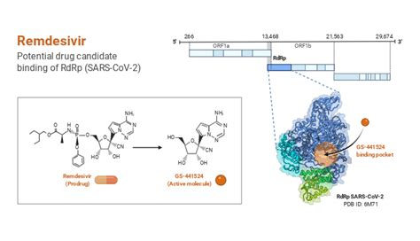 Remdesivir Active Molecule Interaction With Sars Cov 2 Rdrp Biorender