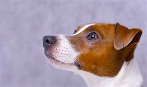 Названі породи собак які живуть довше за інших побратимів Читайте на Ukr Net