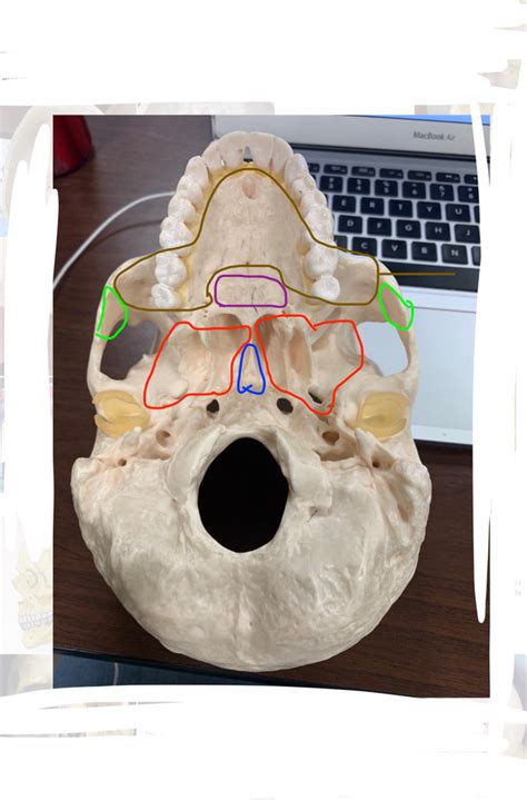 Lab Exercise 5 Objective 2 Inferior Skull Diagram 2 Part 2 Diagram Quizlet