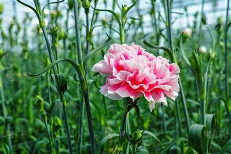 温室石竹、香石竹开花植物的栽培
