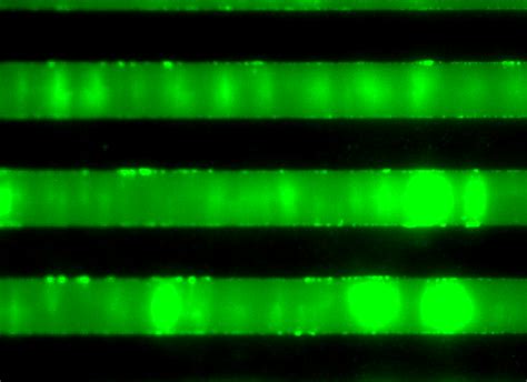 22 Stained Dna Strands Bright Green Stretched Between Interdigitated Download Scientific