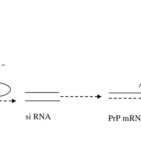 Normal And Abnormal Form Of Prion Protein Normal Prion Protein Has