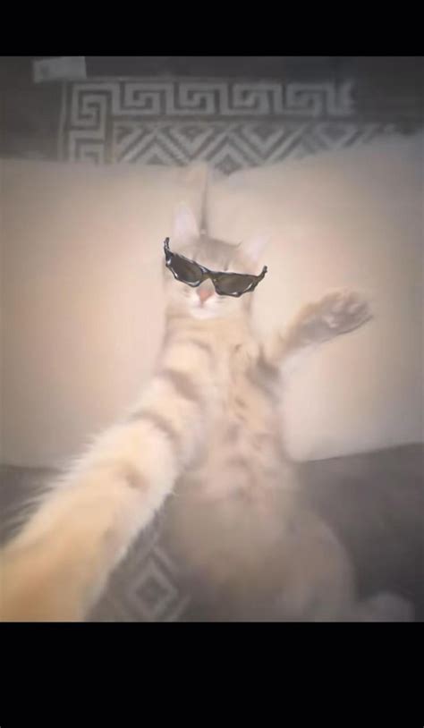 Rizzy Cat Cute Cats Photos Cute Cats Cat Photo
