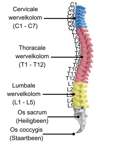 Herstel Van Een Wervelfractuur Revalidatiegidsnl