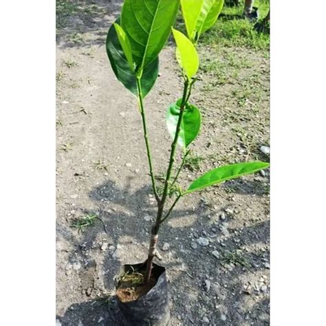 15 Feet Pink Jackfruit Grafted Plant At ₹ 50plant In Habra Id