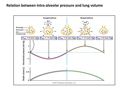 Ppt Respiratory Physiology Powerpoint Presentation Free Download