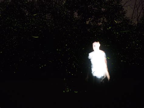 Lighting Bugs Steemit
