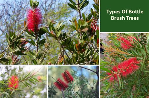 Different Types Of Bottle Brush Tree Varieties And Plant Species