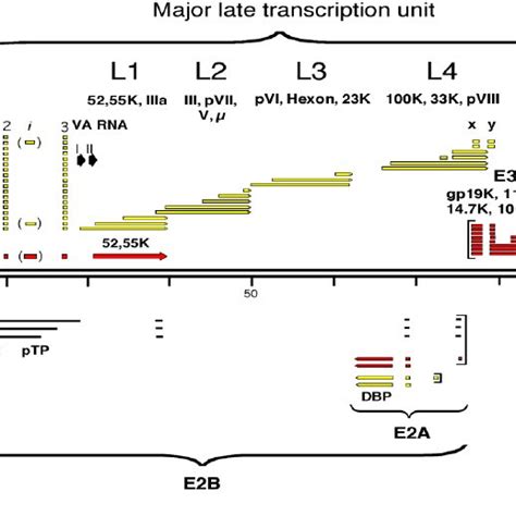 Map Of Adenovirus Genome And Transcriptional Units It Consists Of The