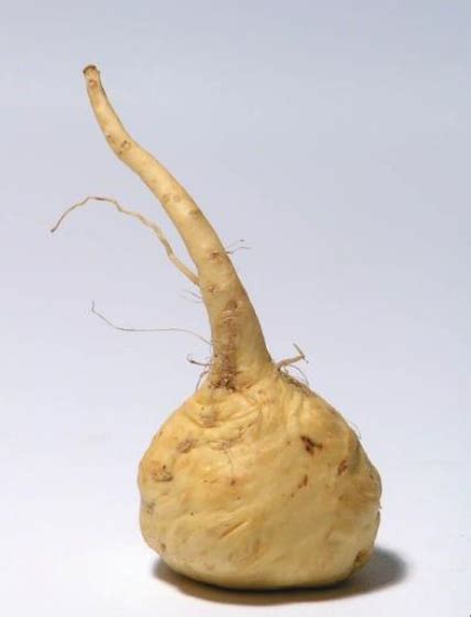 Maca Andina Ecologica Afrodisiaco Y Estimulante Serpens