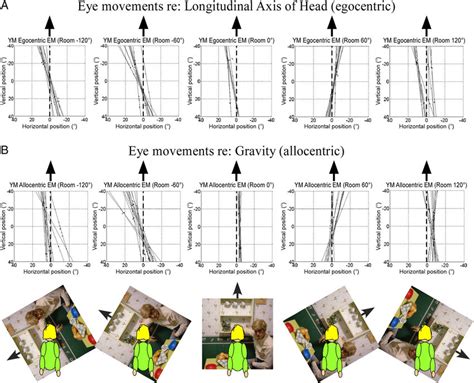 Sample Egocentric And Allocentric Judgments Effects Of Vision A Download Scientific