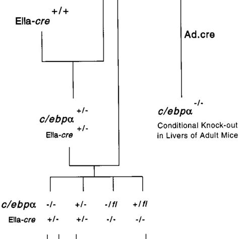 Generation Of The C Ebp Mice At The Zygote And Adult Stages From The Download Scientific