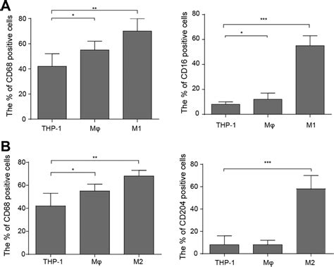 Differentiation Of Human Myeloid Leukemia Mononuclear Cells Thp 1