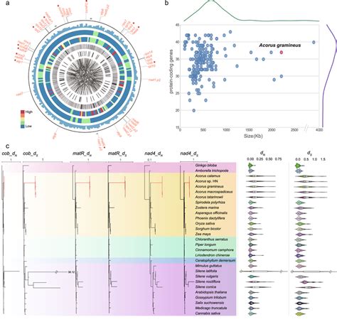 The Bizarre Mitochondrial Genome Of A Gramineus With A Rapid Mutation