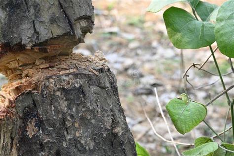 Tree Being Cut Down With An Axe Stock Image Image Of Fragment Split 380236865