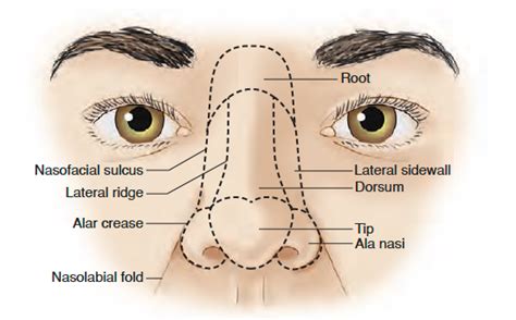 Anatomy Of The Nose Surgicomedcom Radiation For Cancer Of The Nose