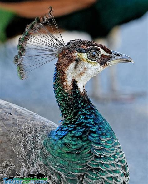 Female Peacock Open Feathers