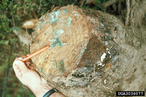Wood Rot Fungi Genus Trichoderma
