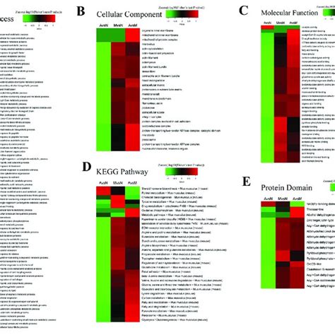 Enrichment And Clustering Analysis Of The Quantitative Proteomics