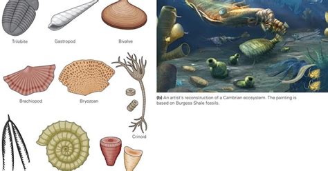 Taxonomy And Identiﬁcation Of Fossils