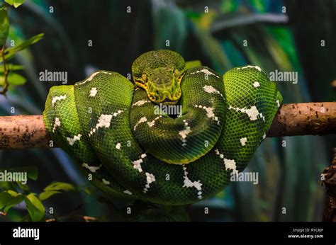 Emerald Green Tree Boa Price At Aron Desrochers Blog