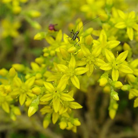 Rozchodnik Ostry Sedum Acre