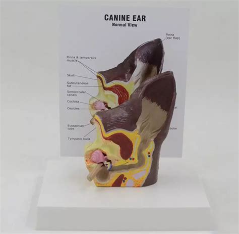 Modelo De Anatomía Del Oído De Perro Coyitosmx
