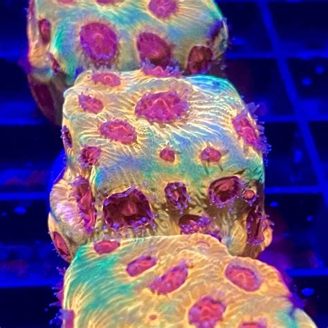 Fascination Favia Barrier Reef Aquariums