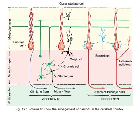 Cerebellar Cortex Diagram