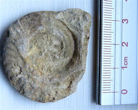 Louisville Fossils And Beyond Unidentified Ammonite Fossil