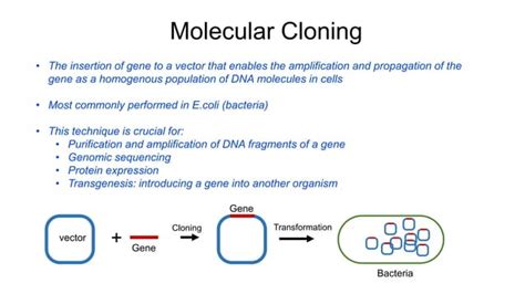 Gibson Assembly A Seamless Molecular Cloning Technique Pptx