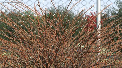 Shrub Bark 3d Model 24 3ds Blend C4d Fbx Max Ma Lxo Obj Free3d