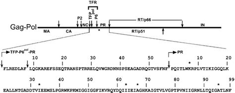 Organization Of Gag Pol Polyprotein In Hiv 1 Straight Arrows Shown Download Scientific Diagram