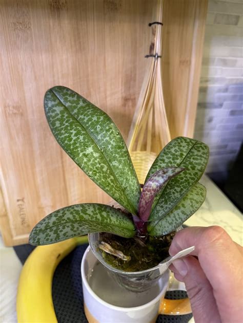 Phal Schilleriana x sib : r/orchids