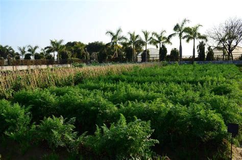 Vegetable Growing Season Chart India Seasonal Vegetables In India