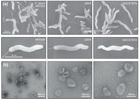 Campylobacter Jejuni Surface Bound Protease Htra But Not The Secreted