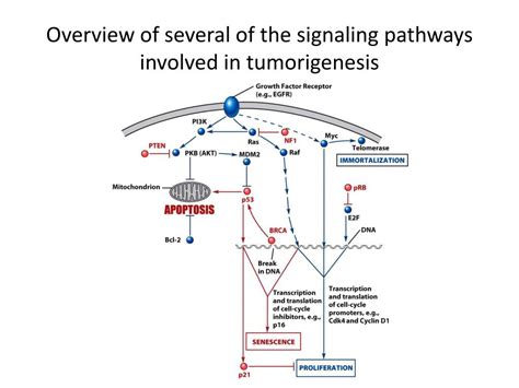 Ppt Chapter 16 Powerpoint Presentation Free Download Id6480366