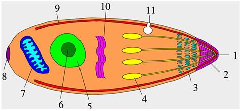 Apicomplexan Morphology Encyclopedia Of Arkansas