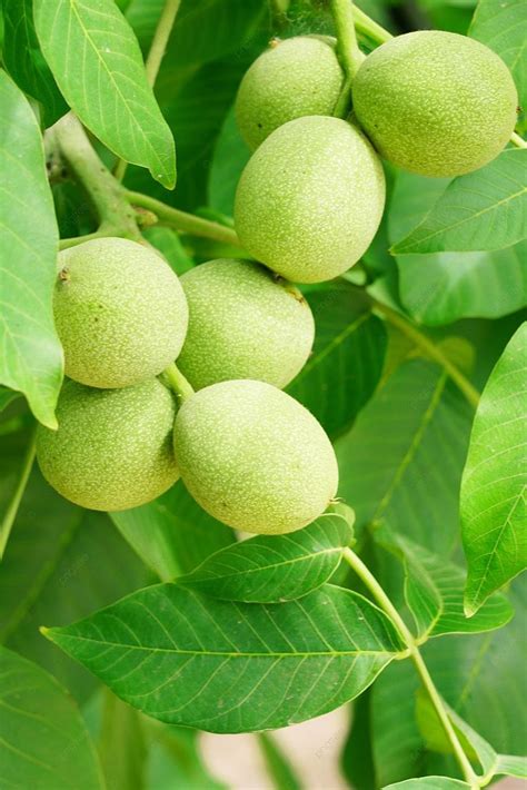 초록색 과일 나뭇가지와 그림자 트리 배경 Pngtree