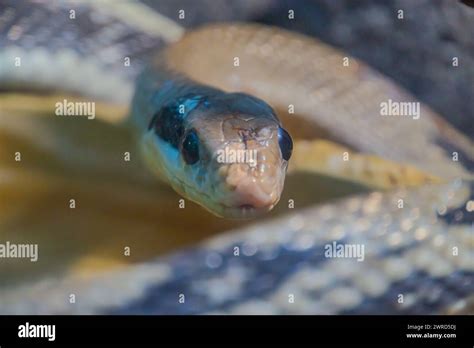 Fire Ball Python Snake Wrapped Around A Branch Python A Popular Pet Snake Known For Its Docile