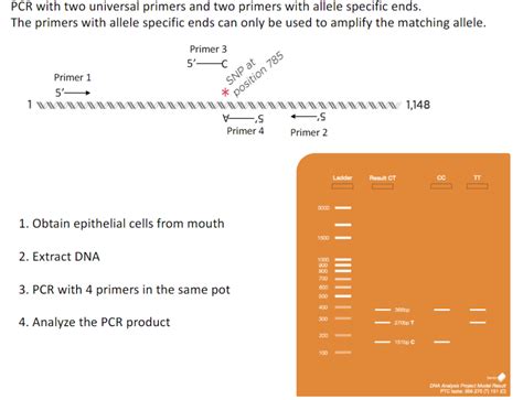 Solved PCR with two universal primers and two primers with | Chegg.com