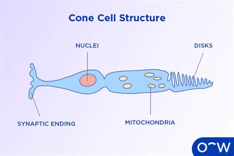 Cone Cells Anatomy Types Function And Associated Eye Problems