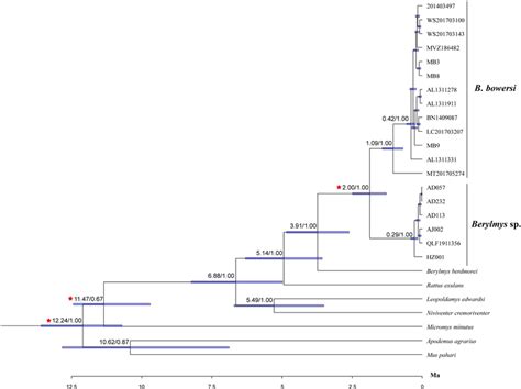 Divergence Times Estimated Using Beast Based On The Concatenated